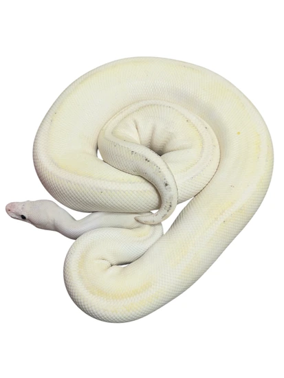 Pastel Puma Ball Python by Rogue valley ball pythons LLC