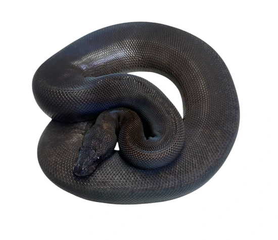 Suma Ghi Ball Python by Rogue valley ball pythons LLC