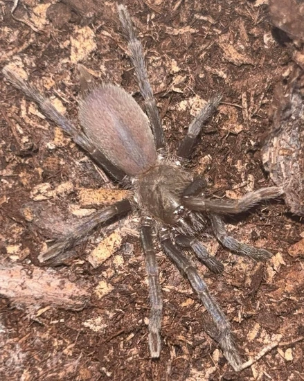 Birupes Simoroxigorum Tarantula by Luke's Pet Supply