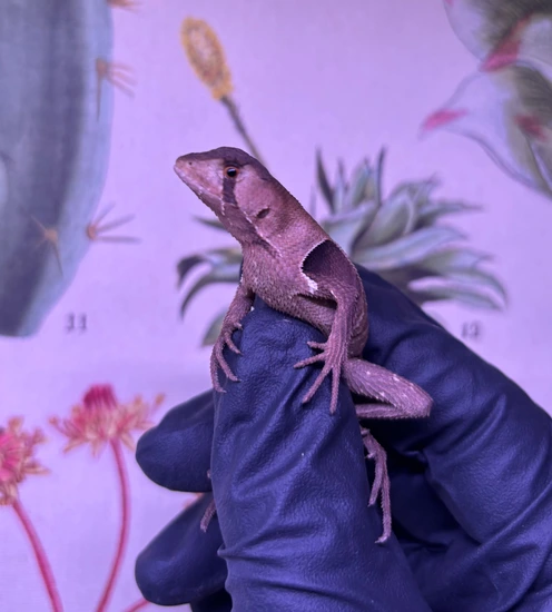 Peruvian Dead Leaf Lizards More Lizard by Luke's Pet Supply