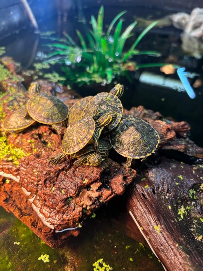 Florida Red Bellied Sliders Slider Turtle by Luke's Pet Supply