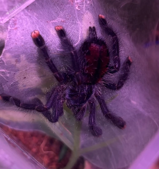 Avicularia Geroldi Tarantula by Luke's Pet Supply