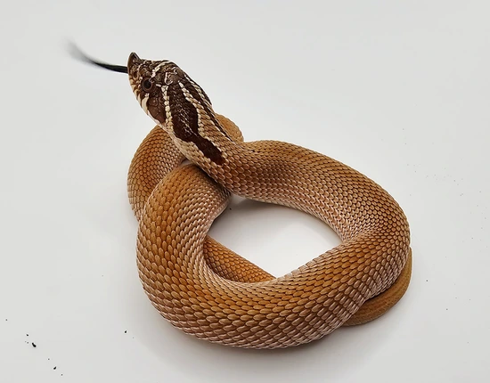 Superconda Het Snow Extreme Red Line Western Hognose by Dragon Herpetology