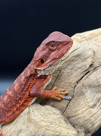 100% Red Monster Male Central Bearded Dragon by Mike's Beardeds