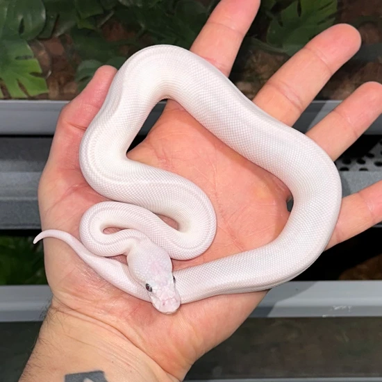 Mojave Lesser BEL (Poss Pastel Enchi Banana Leopard Vanilla) Ball ...