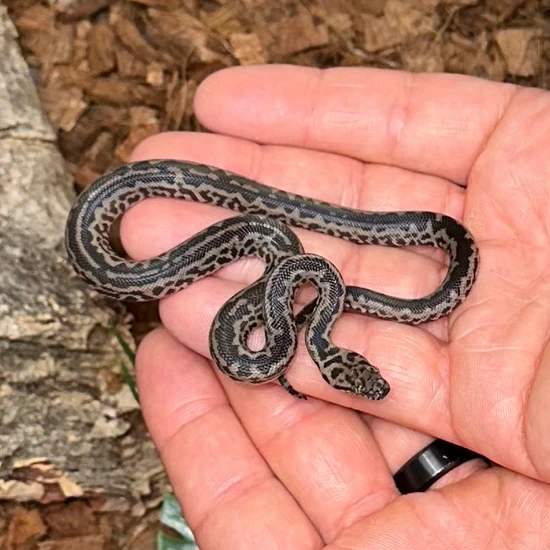 Striped Spotted Python by Big Borg Reptiles