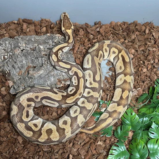 Pastel Enchi Mojave *Proven Breeder* Ball Python by Big Borg Reptiles