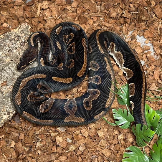 Leopard Blackhead Het Ultramel *Proven Breeder* Ball Python by Big Borg ...