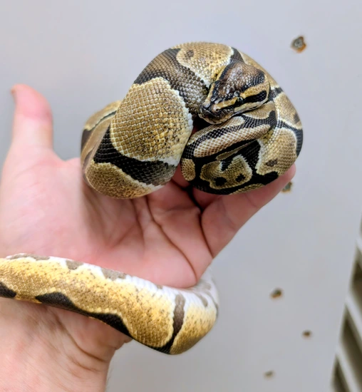 Enchi Het DG Ball Python by Motor City Reptile