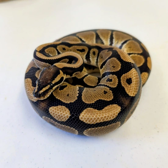 Dbl Het DG Clown Ball Python by Motor City Reptile