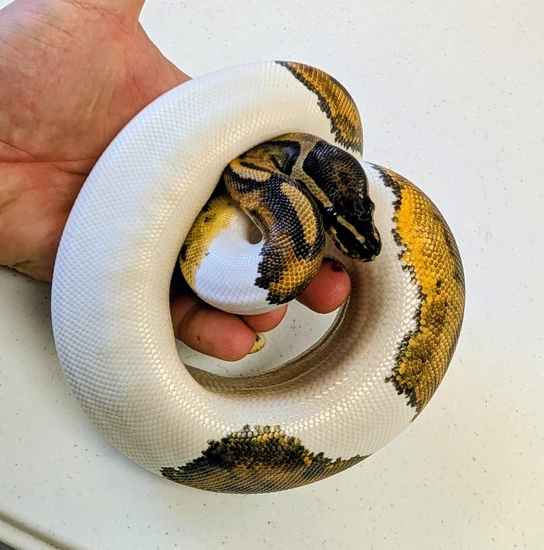 Piebald Ball Python by Motor City Reptile