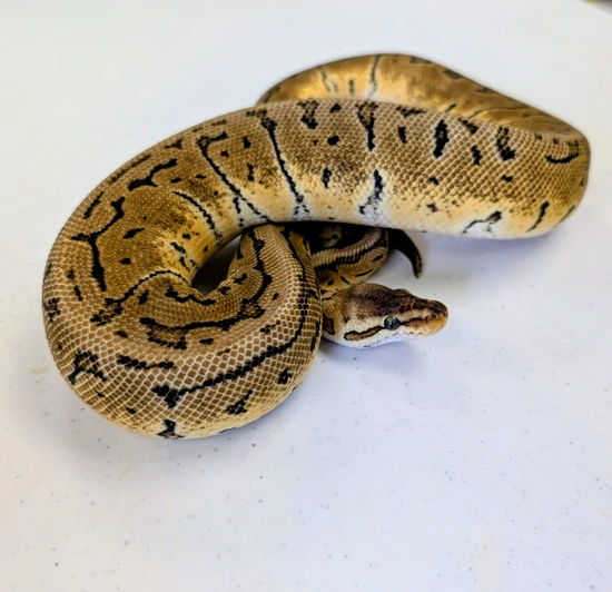Lemon Blast Xtreme Het Sunset Ball Python by Motor City Reptile