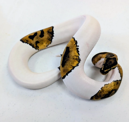 Piebald Ball Python by Motor City Reptile