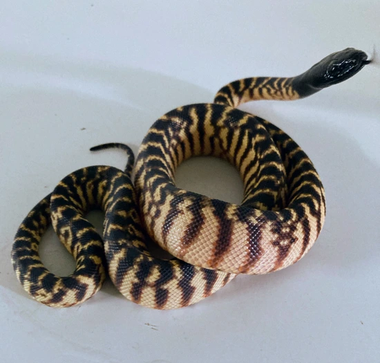 Black Headed Python Black-Headed Python by Meeker Ranch