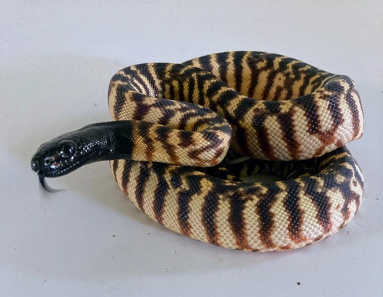 2025 Male Black Headed Python Black-Headed Python by Meeker Ranch