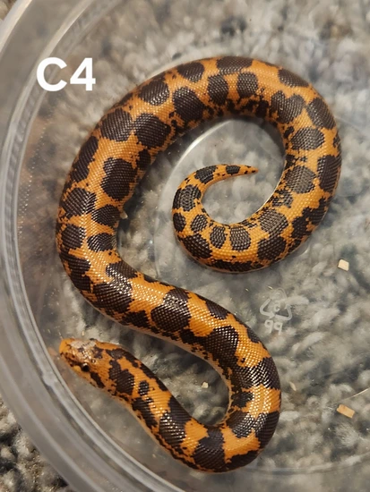 Normal Unknown Hets Kenyan Sand Boa by MeerkatMorphs