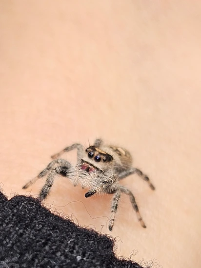 P.regius Jumping Spider by Spood Island,LLC