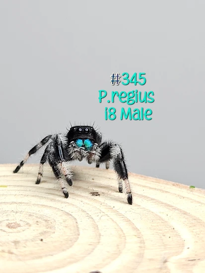 P.regius Jumping Spider by Spood Island,LLC