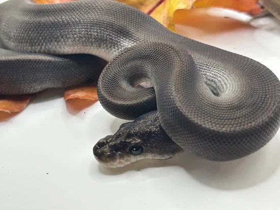 Super Cinnamon Ball Python by Rochester's Royals