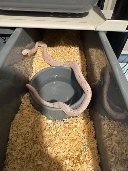 Palmetto 50% Amel 50% Caramel 50% Cinder Corn Snake by M&N Morphs