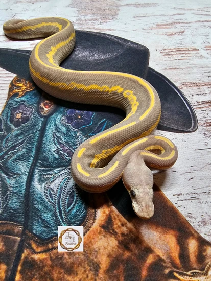 ♂️ Blackhead Leopard Mojave Orange Ghost Ball Python by J&E Exotics