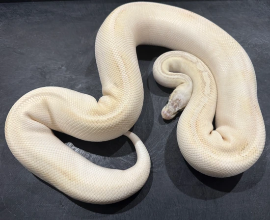 Super Pastel Super Phantom Yellowbelly Ball Python by Memphis Reptiles