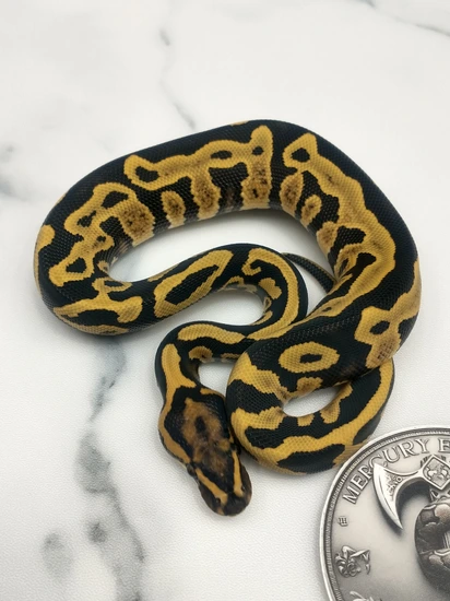 Leopard Harlequin DG Het Clown Ball Python by Mercury Exotics