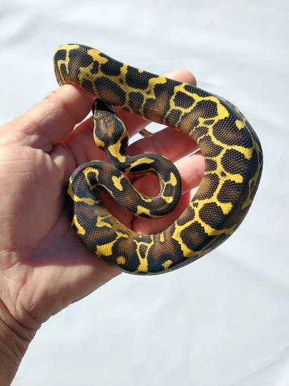 Leopard Freeway Ball Python by Mercury Exotics