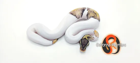 Sandblast/Panther Pastel Pied Ball Python by Osborne Reptiles