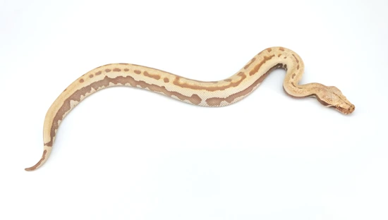 T+Albino Golden Eye FREE SHIPPING Blood Python by Osborne Reptiles