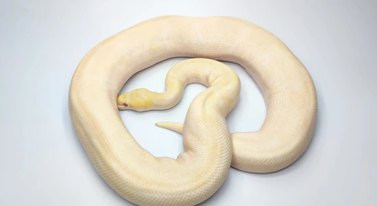 Albino Clown Ball Python by Osborne Reptiles