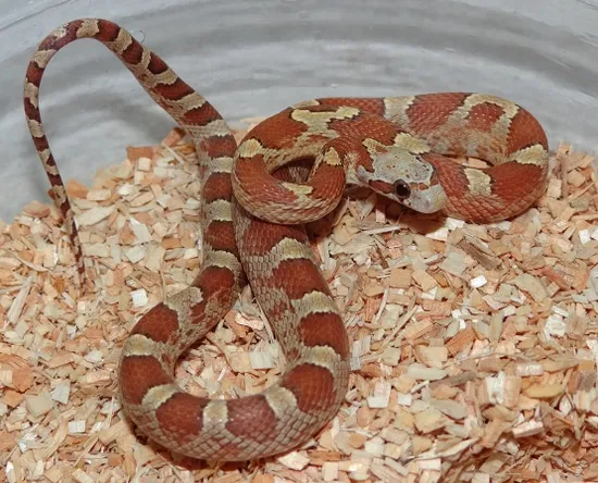 Amber Diffused Corn Snake by Mesozoic Reptiles