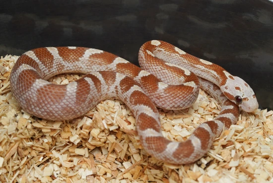 Amber Diffused Corn Snake by Mesozoic Reptiles