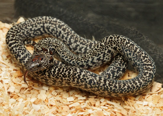 Granite Mex Mex San Luis Potosi Kingsnake by Mesozoic Reptiles