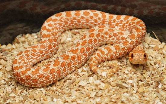 Evans Hypo Western Hognose by Mesozoic Reptiles