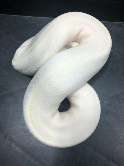 Super Yellowbelly Ball Python by Rasta Exotics