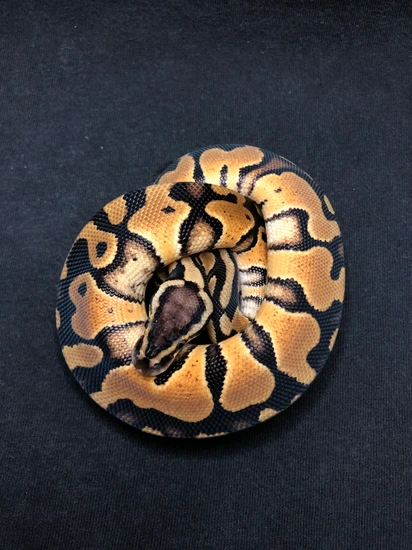 Pastel Het Clown Ball Python by Rasta Exotics