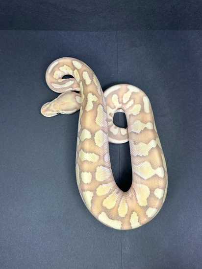 Banana Lesser Poss YB Ball Python by Rasta Exotics