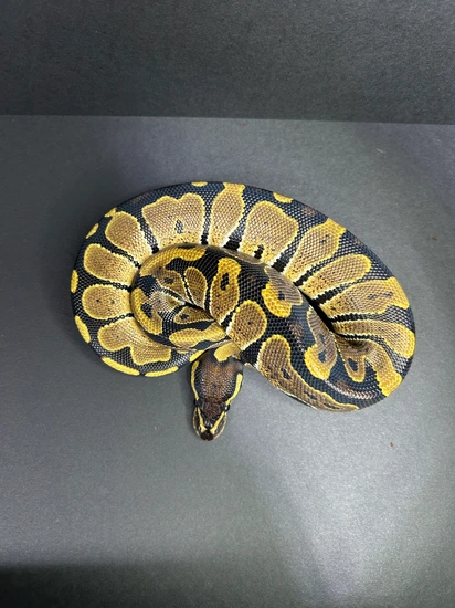 Het Ultramel Ball Python by Rasta Exotics