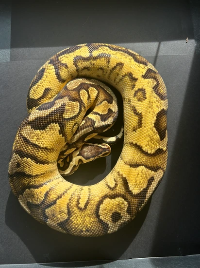 Pastel YellowBelly Het Clown Ball Python by Rasta Exotics
