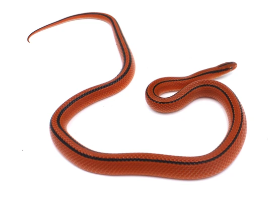 Thai Bamboo (Coxi) Bamboo Rat Snake by Metazotics