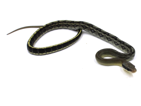 Vietnamese Blue Beauty Rat Snake by Metazotics