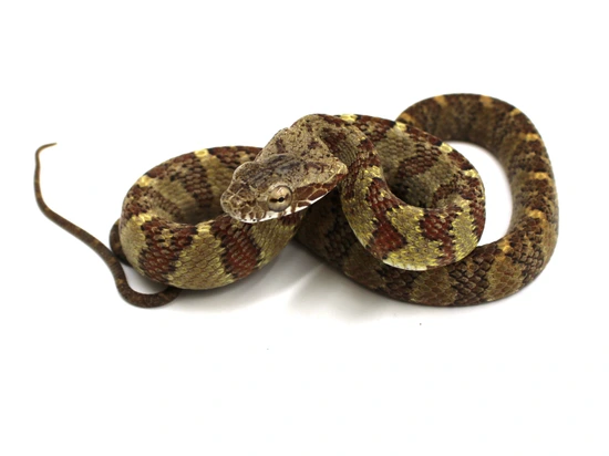 Neotropical Bird Snake More Colubrid by Metazotics