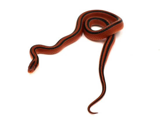 Thai Bamboo (Coxi) Bamboo Rat Snake by Metazotics