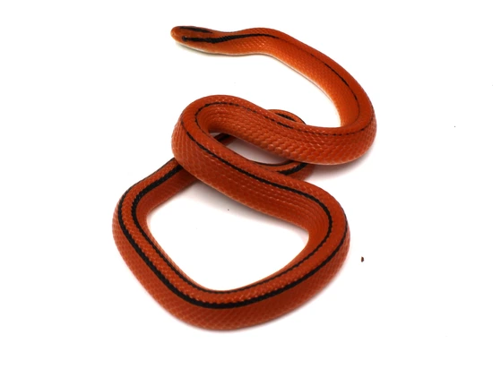 Thai Bamboo (Coxi) Bamboo Rat Snake by Metazotics