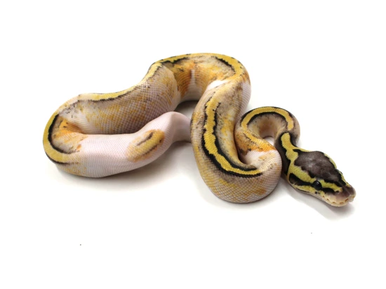 Sandblast Killer Pied Ball Python by Metazotics