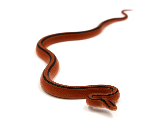 Thai Bamboo (Coxi) Bamboo Rat Snake by Metazotics
