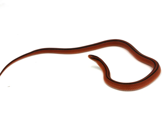 Thai Bamboo (Coxi) Bamboo Rat Snake by Metazotics