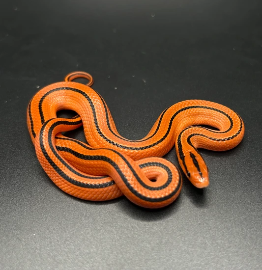Thai Bamboo Rat Snake (O.p. Coxi) by Meteoric Serpents LLC