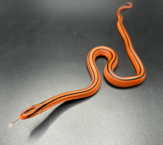 Thai Bamboo Rat Snake (O.p. Coxi) by Meteoric Serpents LLC